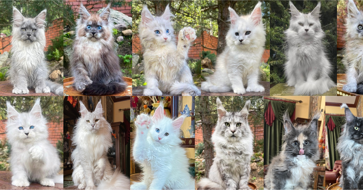 Rarest Maine Coon Cat Breeders: Royal Poly Coons | International